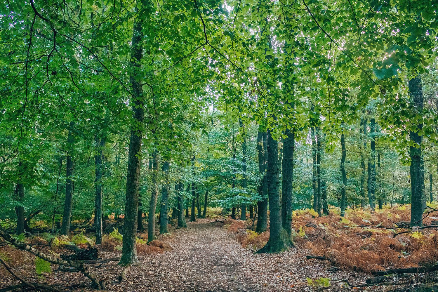 Boswandelingen, de 15 mooiste bossen in Nederland