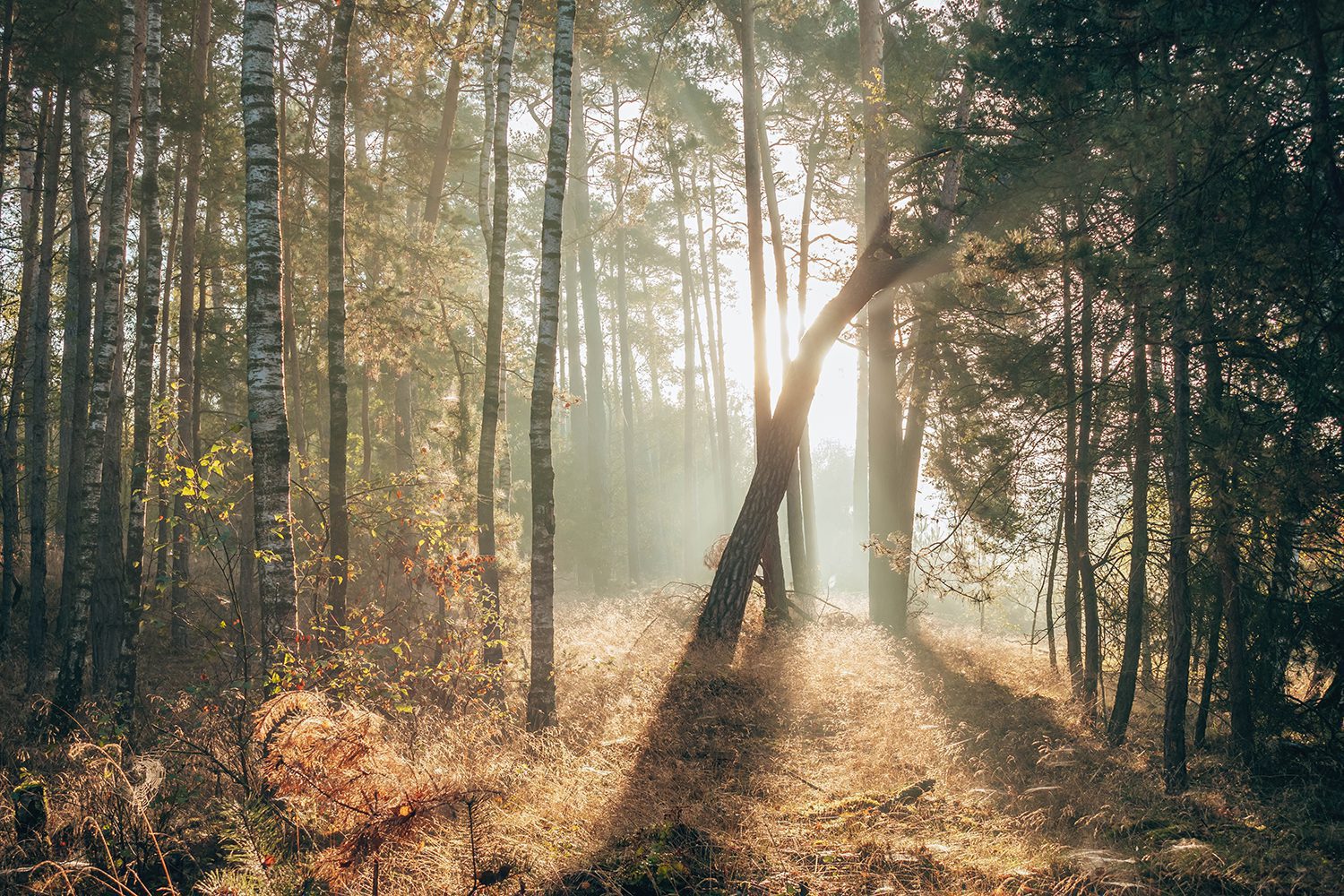 Komootroute Lutterzand | Wandeldingen.nl