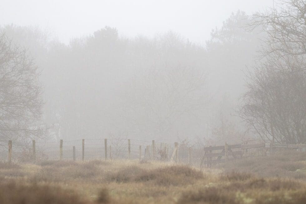 Wandelen door duingebied Solleveld | Wandeldingen.nl