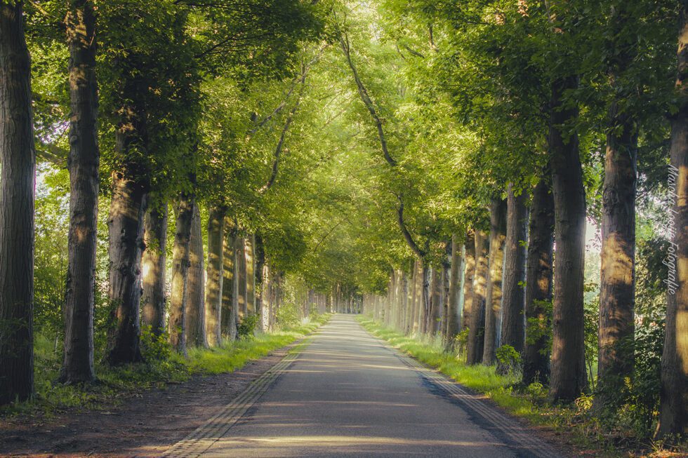 Wandelroute Hoogtepunten Kaapse Bossen | Wandeldingen.nl