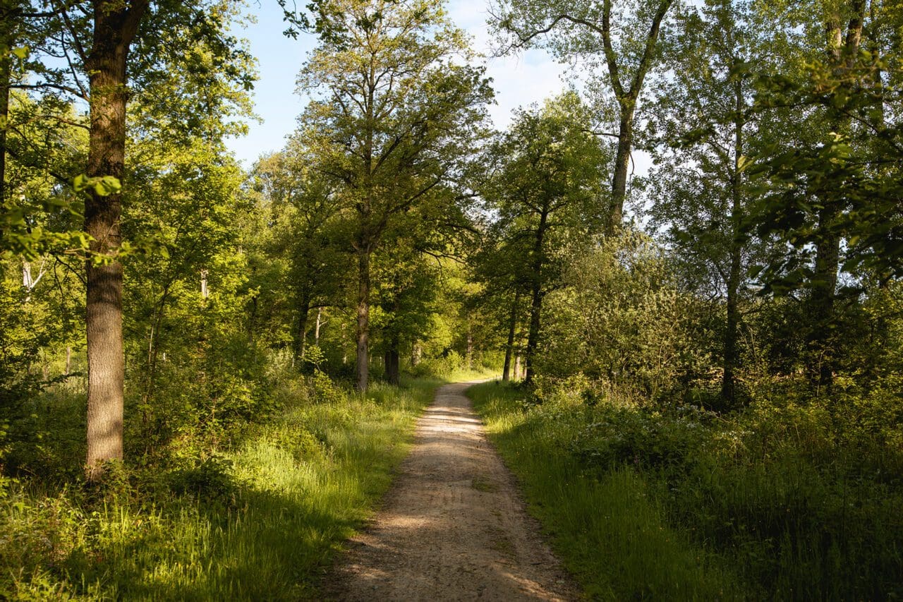 7x Wandelen in het Groene Woud | Wandeldingen.nl